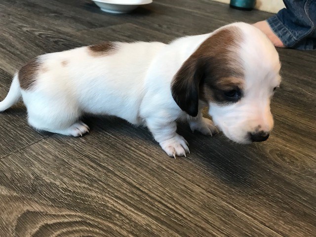 Dachshund puppy dog for sale in Granby, Connecticut