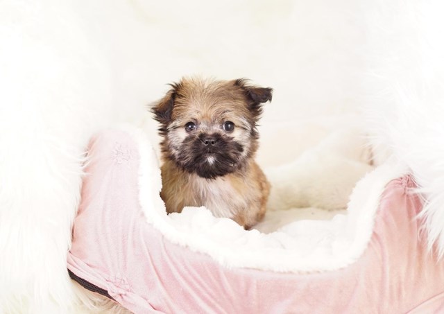 Shih Poo puppy dog for sale in Fullerton, California