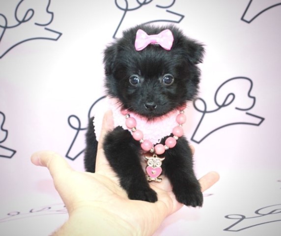 Pomeranian puppy dog for sale in Las Vegas, Nevada