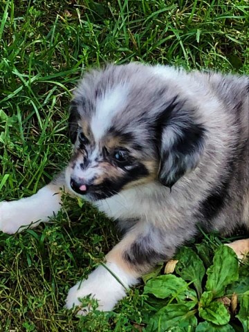 Miniature Australian Shepherd puppy dog for sale in Peru, Nebraska