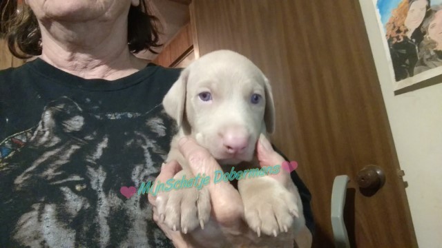 Doberman Pinscher puppy dog for sale in Phenix City, Alabama