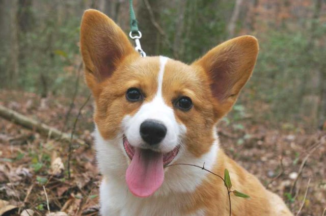 Pembroke Welsh Corgi puppy dog for sale in Saint Charles, Missouri