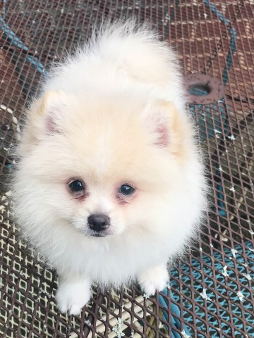 Pomeranian puppy dog for sale in Dawsonville, Georgia