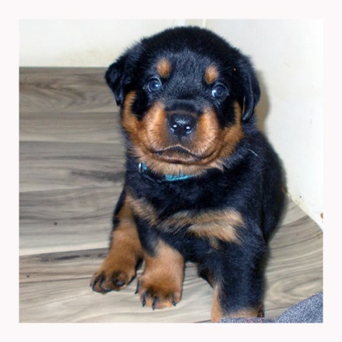 Rottweiler puppy dog for sale in Tucson, Arizona