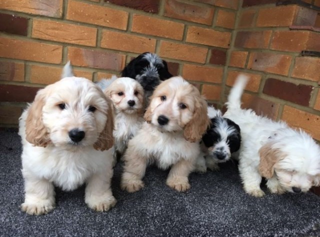 Cockapoo puppy dog for sale in Anaheim, California