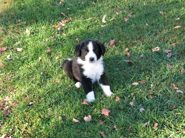 English Shepherd puppy dog for sale in Cornwallville, New York