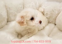 Search locally for Maltipoo Puppies and Dogs nearest you ...
