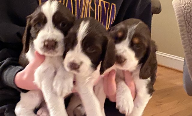 English Springer Spaniel puppy dog for sale in Iron Station, North Carolina