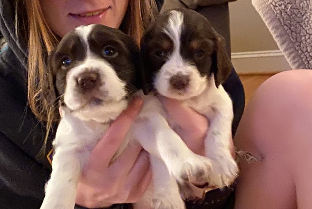 English Springer Spaniel puppy dog for sale in Iron Station, North Carolina