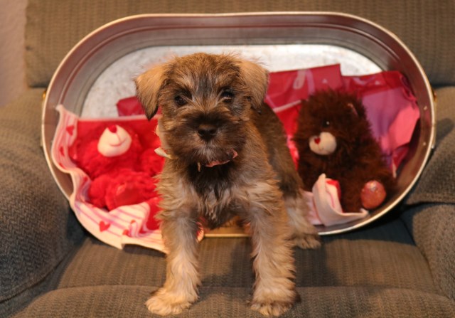 Miniature Schnauzer puppy dog for sale in Modesto, California