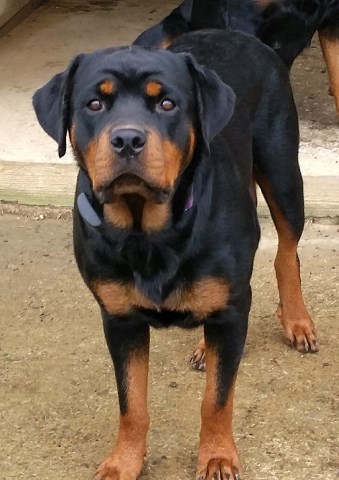 Rottweiler puppy dog for sale in Middletown, Maryland