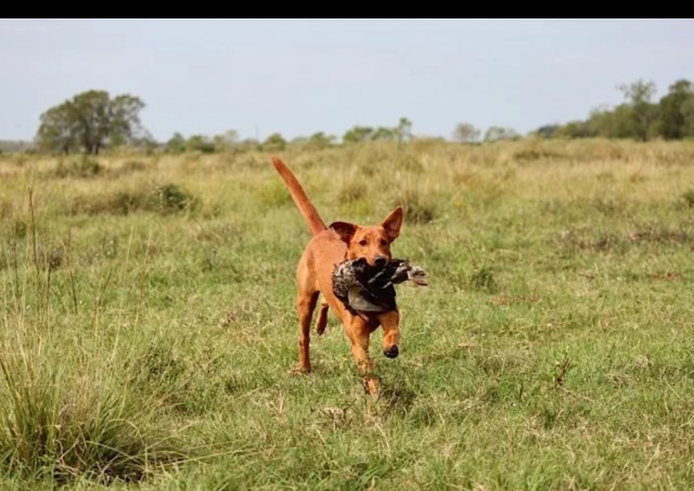 Labrador Retriever puppy dog for sale in Singer, Louisiana
