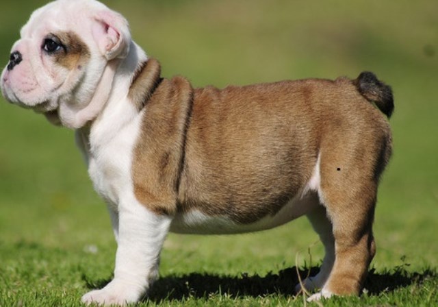 English Bulldog puppy dog for sale in Wakefield, Massachusetts