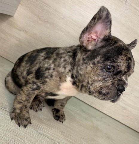French Bulldog puppy dog for sale in Revere, Massachusetts