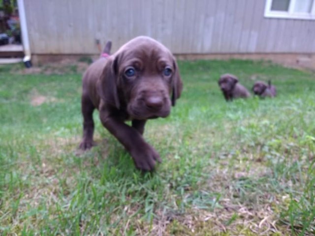 Pointer puppy dog for sale in Martinsville, Indiana