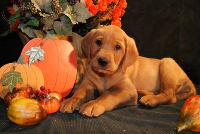 Labrador Retriever puppy dog for sale in Farmersville, Texas