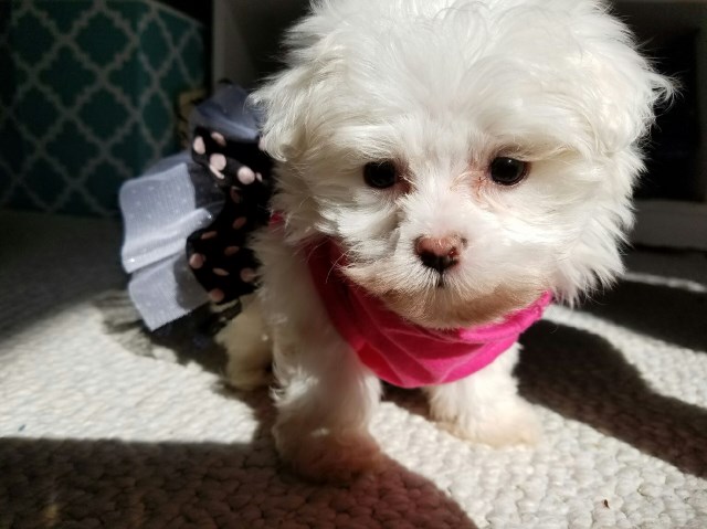 Maltese puppy dog for sale in Richmond, Virginia