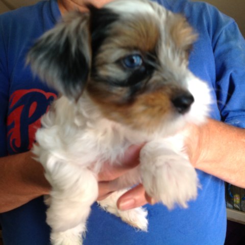 Yorkipoo puppy dog for sale in Erie, Pennsylvania