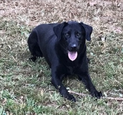 Labrador Retriever puppy dog for sale in Drakesboro, Kentucky