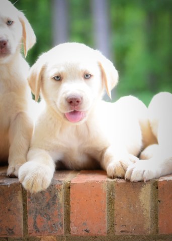 Labrador Retriever puppy dog for sale in Auburn, Alabama