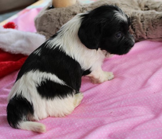 Shih Tzu puppy dog for sale in southeast, Kansas