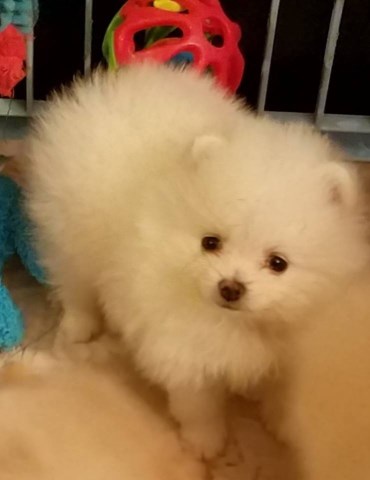 Pomeranian puppy dog for sale in woodridge, Illinois