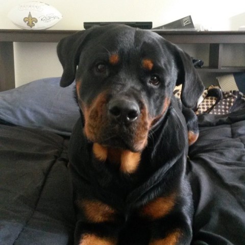 Rottweiler puppy dog for sale in Central Point, Oregon