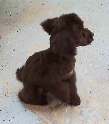 Cockapoo puppy dog for sale in Maysville, North Carolina