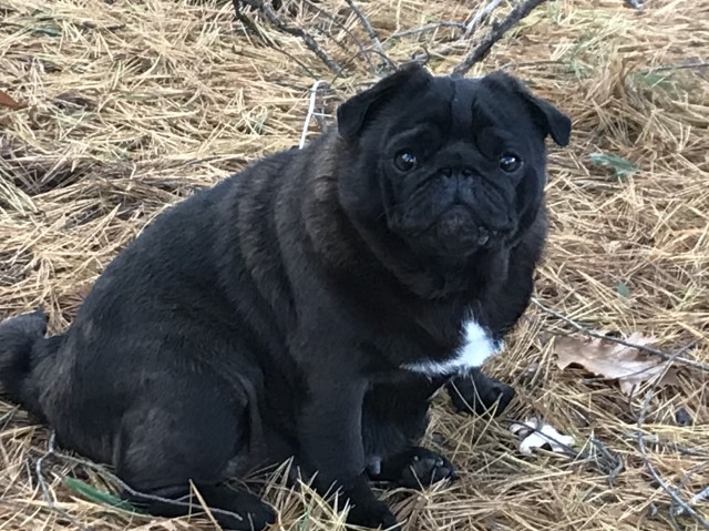 Pug puppy dog for sale in Saugus, Massachusetts