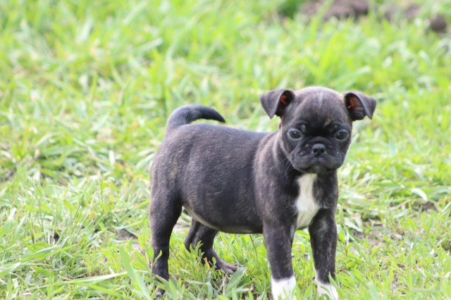 Pug puppy dog for sale in Algona, IA, Iowa