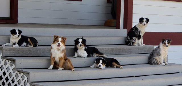 Miniature Australian Shepherd puppy dog for sale in Ellensburg, Washington
