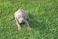 Search locally for Weimaraner Puppies and Dogs nearest you ...
