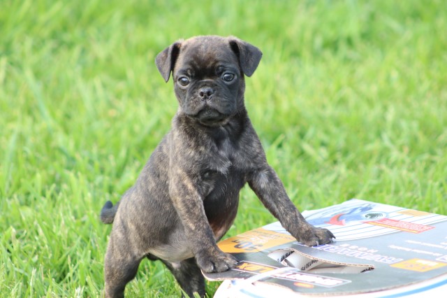 Pug puppy dog for sale in Algona, IA, Iowa