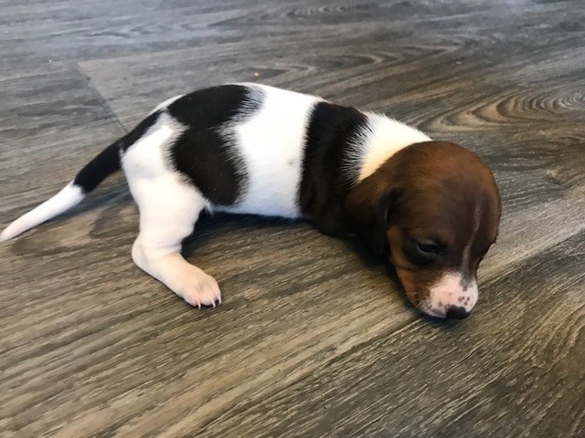 Dachshund puppy dog for sale in Granby, Connecticut