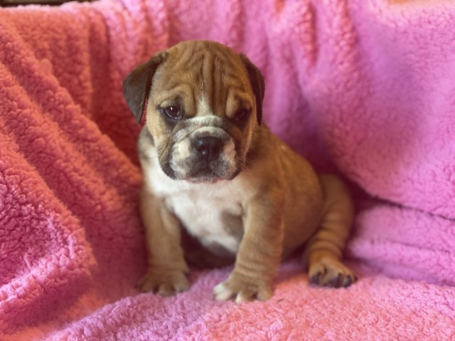 English Bulldog puppy dog for sale in Boston, Massachusetts