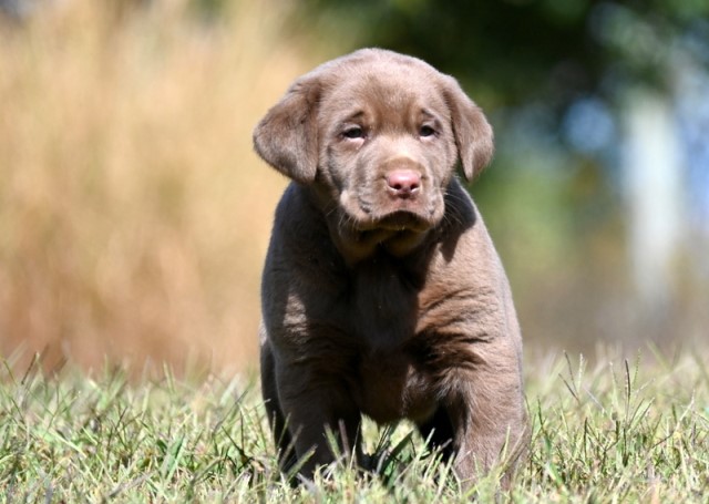 Labrador Retriever puppy dog for sale in Drakesboro, Kentucky