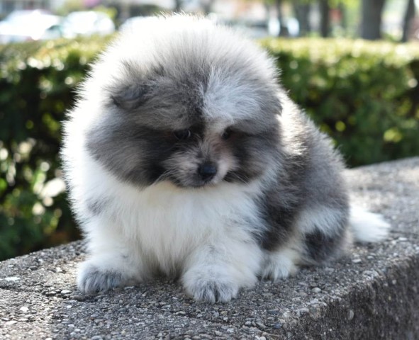 Pomeranian puppy dog for sale in Niles, Illinois