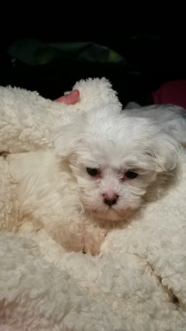 Maltese puppy dog for sale in Richmond, Virginia