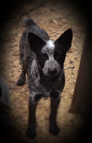Australian Cattle Dog puppy dog for sale in Leonardtown, Maryland