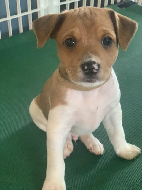Rat Terrier puppy dog for sale in MOLALLA, Oregon