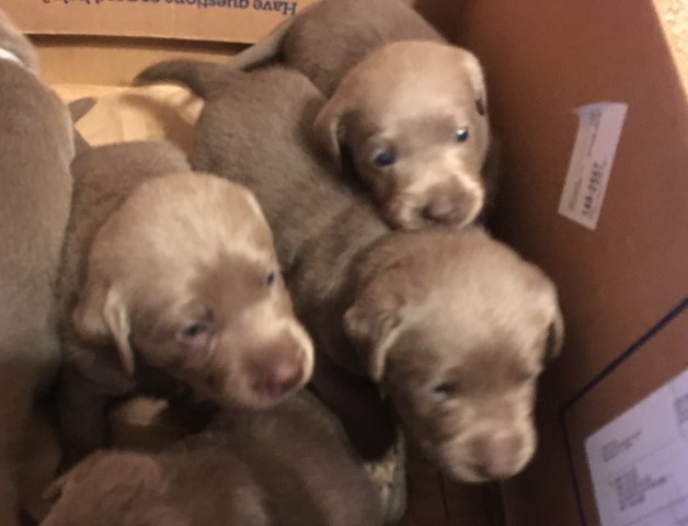 Labrador Retriever puppy dog for sale in Ellsworth, Kansas
