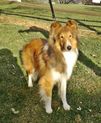 Shetland Sheepdog puppy dog for sale in Fort Calhoun, Nebraska