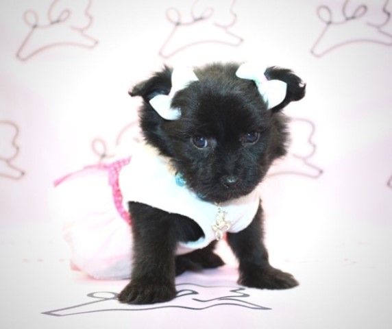 Pomeranian puppy dog for sale in Las Vegas, Nevada