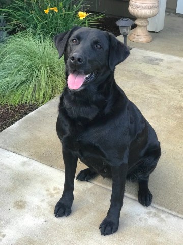 Labrador Retriever puppy dog for sale in Woodburn, Oregon