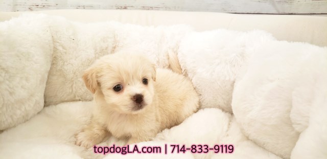 Pomeranian puppy dog for sale in La Mirada, California