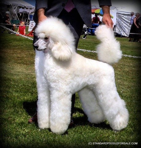 Poodle Standard puppy dog for sale in Bend, Oregon