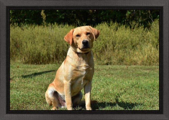 Labrador Retriever puppy dog for sale in carbondale, Illinois