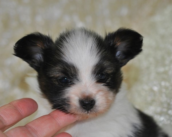 Papillon puppy dog for sale in Ville Platte, Louisiana