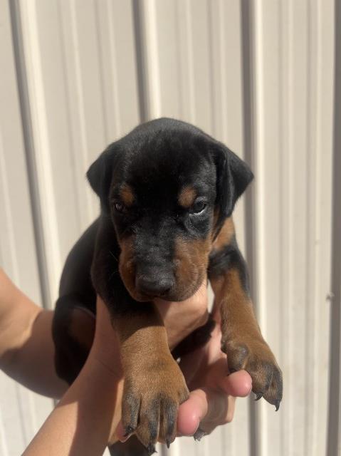 Doberman Pinscher puppy dog for sale in Moulton, Texas