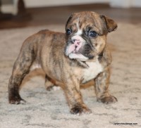 Puppies for Sale | Dogs for Adoption | Dog Businesses | FreeDogListings